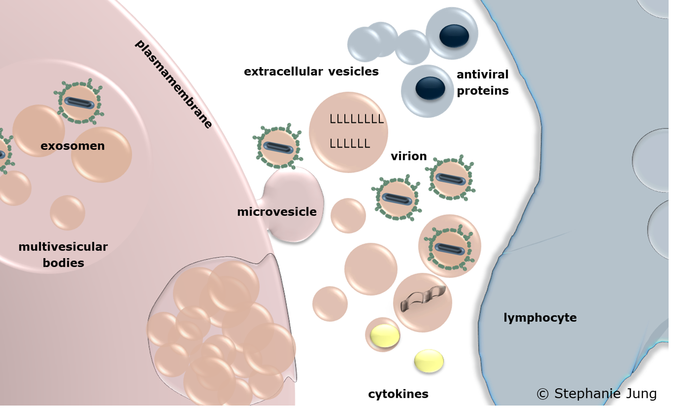 Research – AG Jung – Cellular Virology