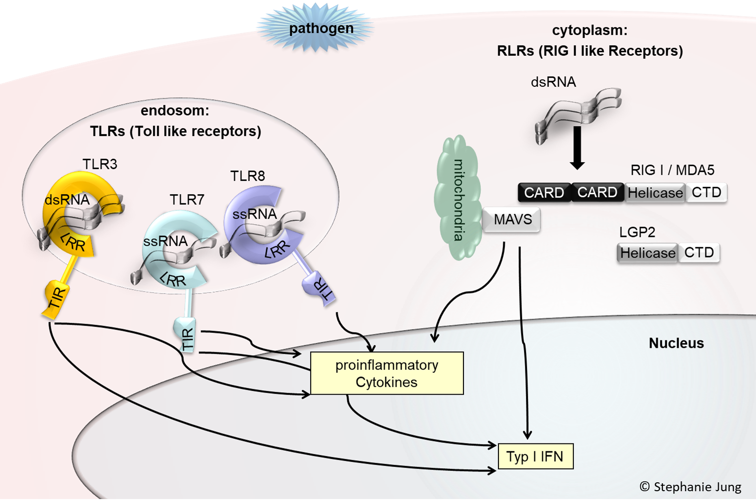 Research – AG Jung – Cellular Virology